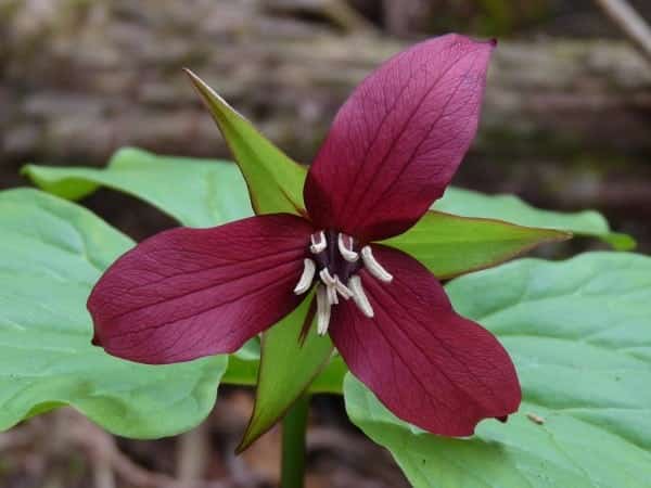 Native Plant Spotlight: Trillium