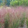 Buy Virginia Switchgrass (gal) - LGS Native Plant Shop