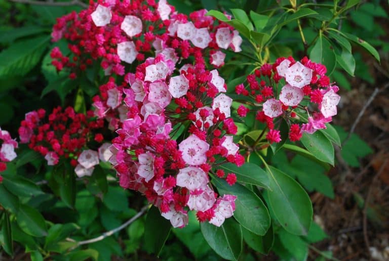 Mountain Laurel Native Plant Spotlight - Landscape Design, Installation ...