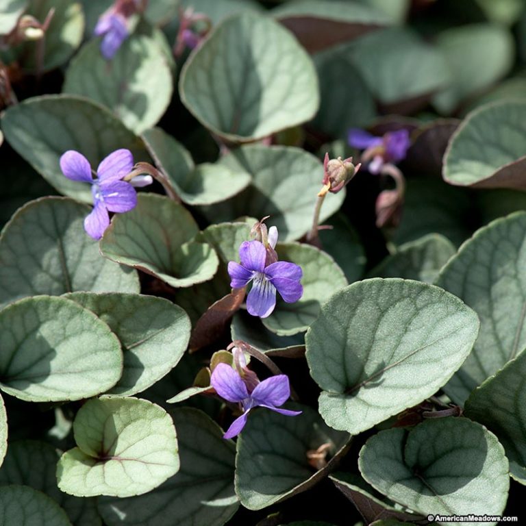 'Silver Gem' Violets Native Plant Spotlight - Landscape Design ...