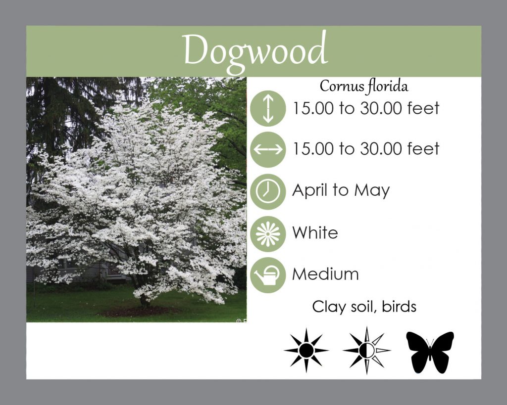 Flowering Dogwood - Landscape Design, Installation, Maintenance and ...