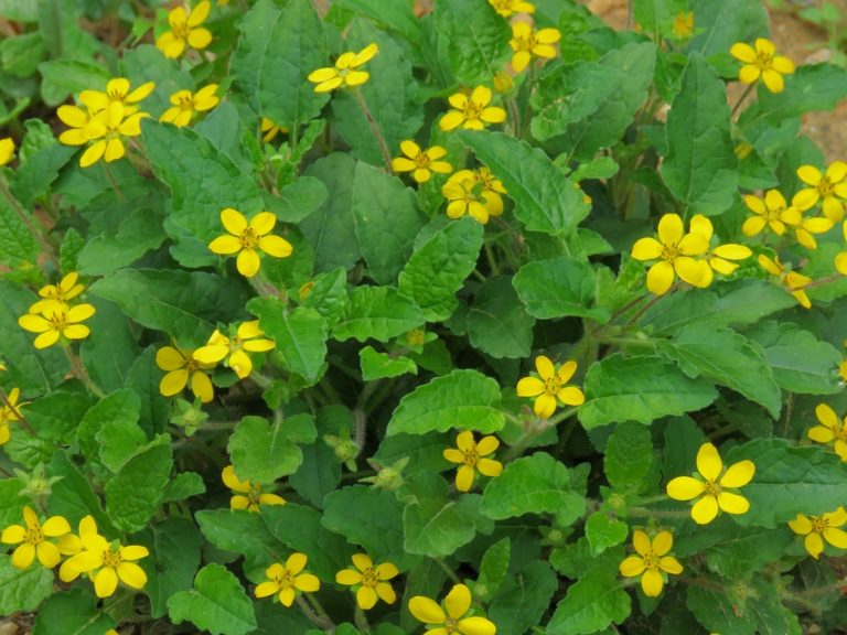 Green and Gold Native Plant Spotlight - Lauren's Garden Service