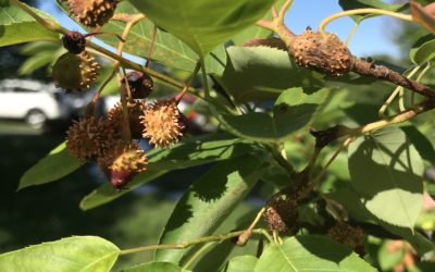 What to Do About Serviceberry Rust - Landscape Design, Installation ...