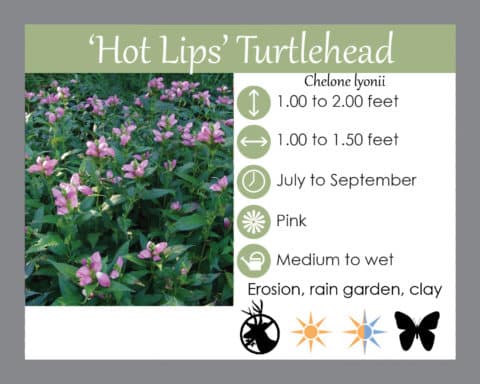 Hot Lips Turtlehead Native Plant Spotlight - Lauren's Garden Service