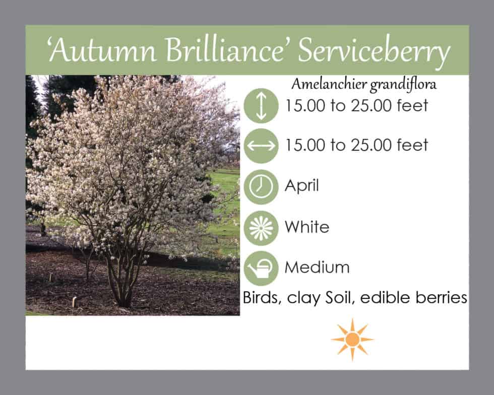 Buy Serviceberry 'Autumn Brilliance' Lauren's Garden Service