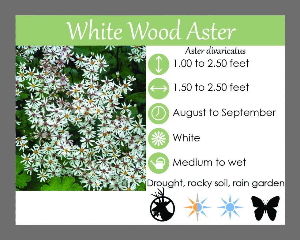 White Wood Aster - Landscape Design, Installation, Maintenance and ...