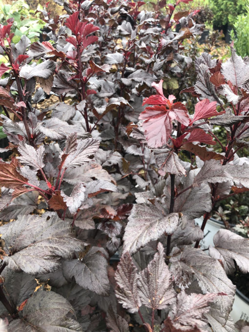 'Ginger Wine' Ninebark - Landscape Design, Installation, Maintenance ...