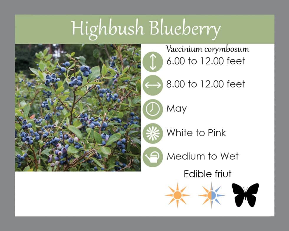 Native Plant Spotlight: Highbush Blueberry, Maryland's native blueberry