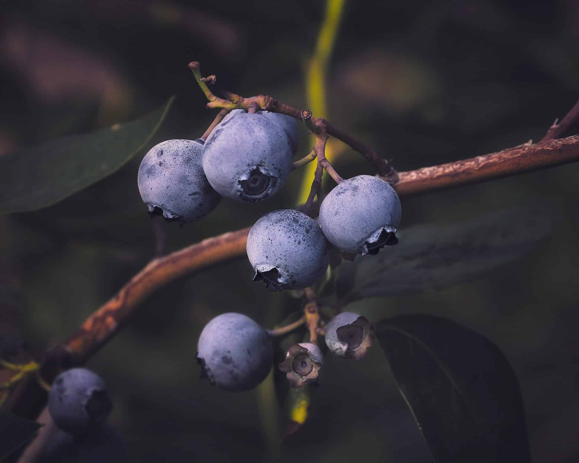 Native Plant Spotlight: Highbush Blueberry, Maryland's native blueberry