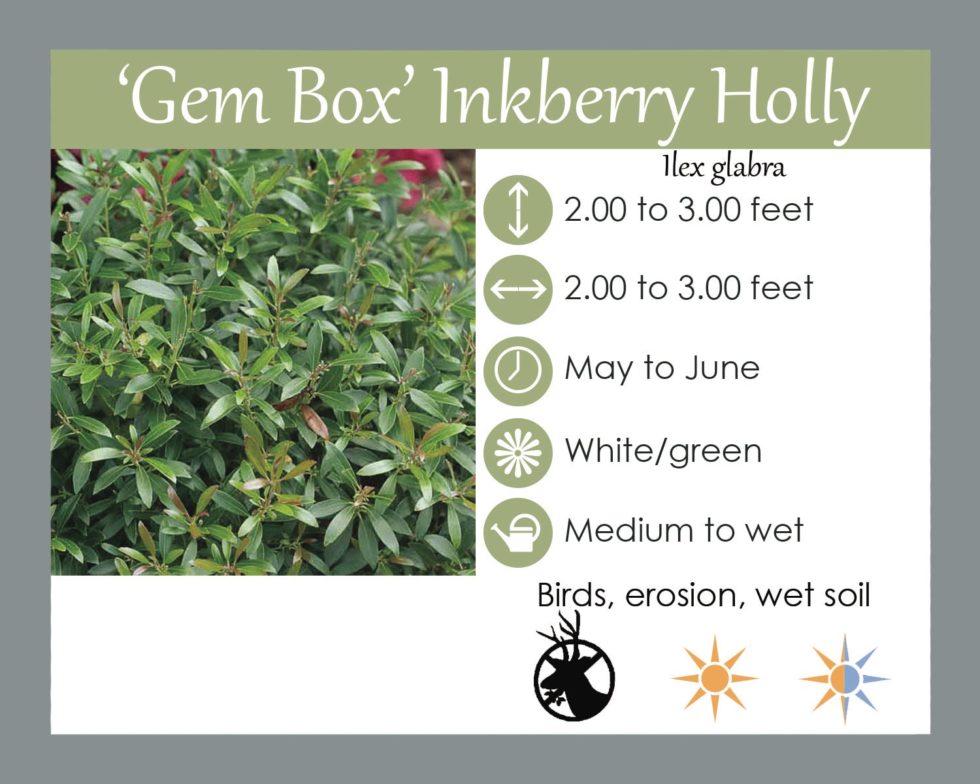 'Gem Box' Inkberry Ilex glabra Lauren's Garden Service