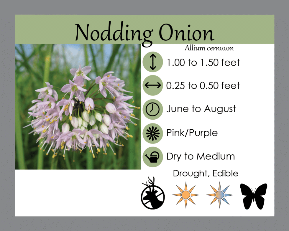 Allium cernuum - Nodding Onion Lauren's Garden Service