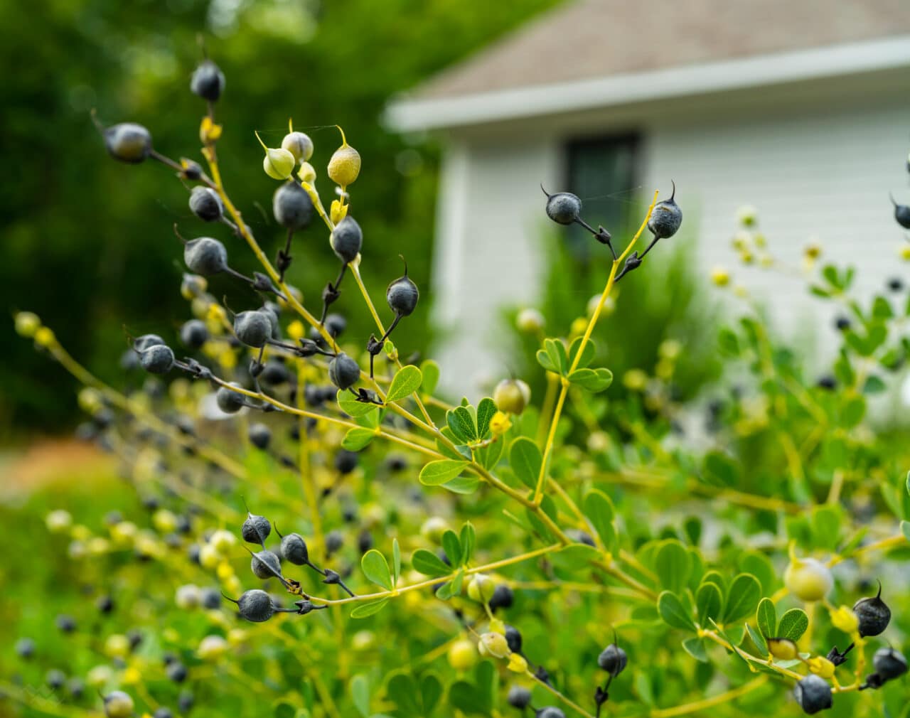 Baptisia tinctoria Yellow Wild Indigo Weed Lauren's Garden Service