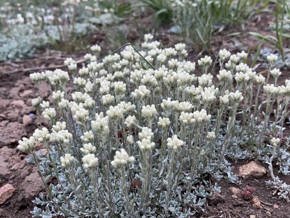 Antennaria plantaginifolia - Pussytoes Lauren's Garden Service