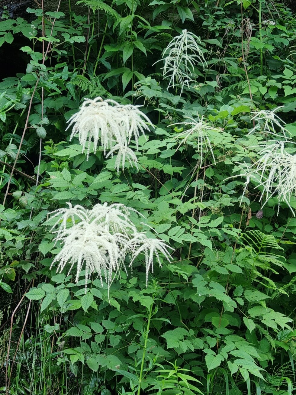 Aruncus dioicus - Lauren's Garden Service