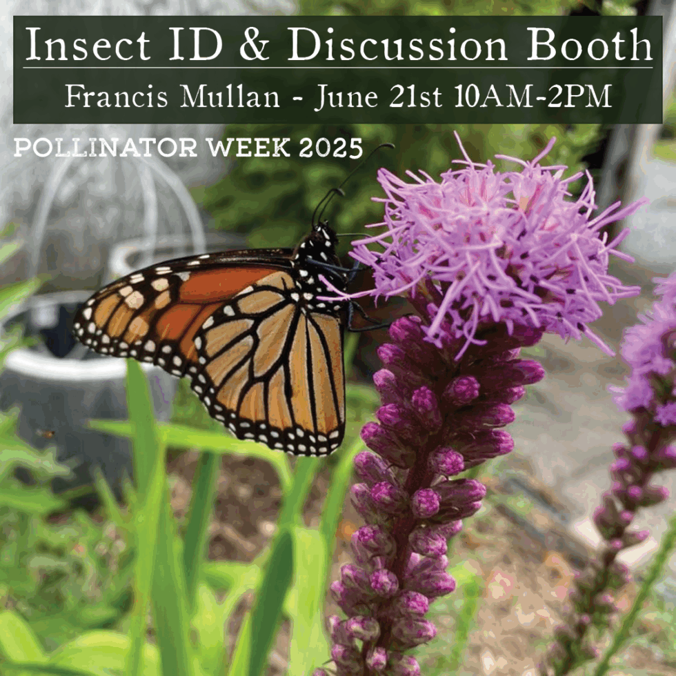 Lauren's Garden Service Pollinator Week 2025 - Landscape Design ...