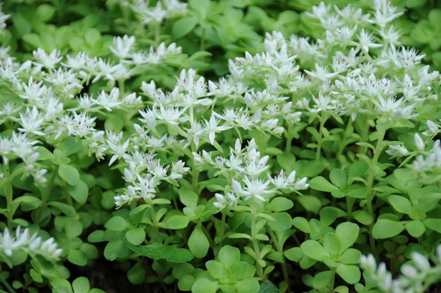 Native Plant Spotlight: Sedum ternatum - Woodland Stonecrop